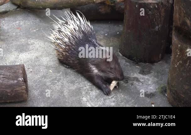 Adorable Malayan Porcupine Or Himalayan Porcupine Hystrix Brachyura Covered With Spiky Quills