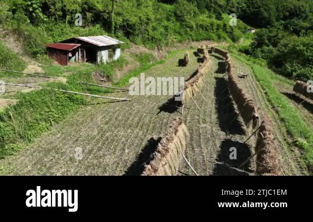 Footage fresh rice farm in Stock Videos & Footage - HD and 4K Video ...