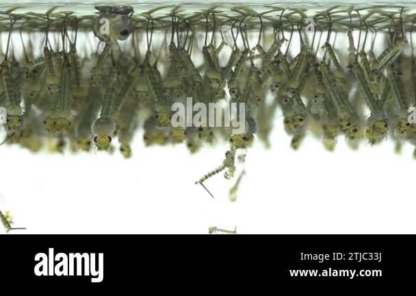Mosquito larva in water new hatch baby born disease Dengue fever larvae ...