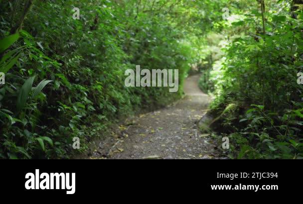 A winding path through diverse wildlife in Costa Rican forest ...