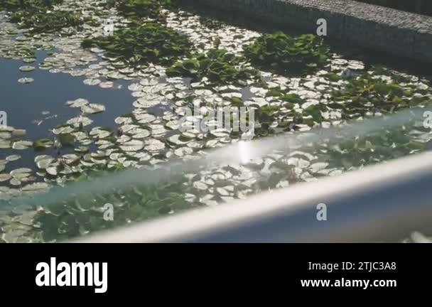 Lily pool garden Stock Videos & Footage - HD and 4K Video Clips - Alamy