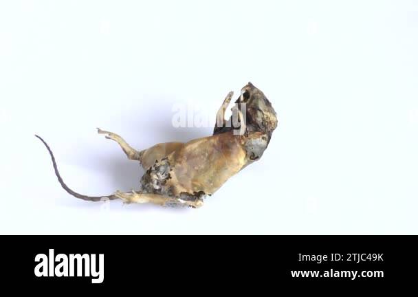 Decomposed animal Stock Videos & Footage - HD and 4K Video Clips - Alamy
