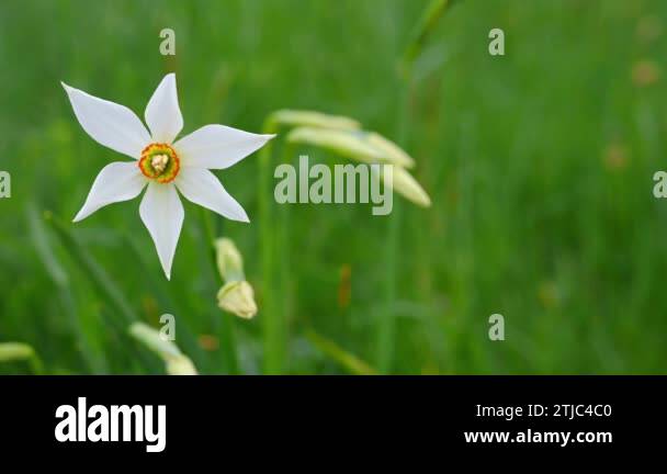 One narcissus Stock Videos & Footage - HD and 4K Video Clips - Alamy
