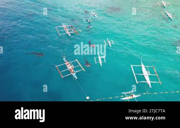 Whale sharks with boats in the ocean filming from a drone. High quality 4k footage blue ocean ...