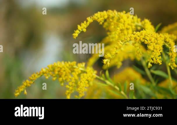 Canada goldenrod Solidago canadensis blossom Canadian yellow plant ...