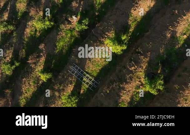 Explore the organic haven of hillside farming as our cinematic drone ...