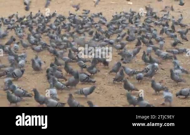 Swarm pigeons Stock Videos & Footage - HD and 4K Video Clips - Alamy
