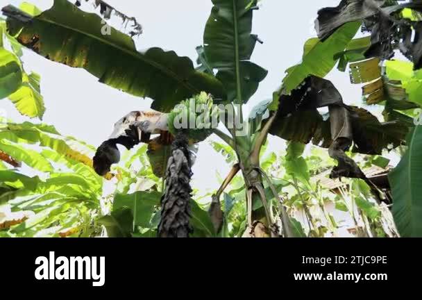 Bananas hanging in tree Stock Videos & Footage - HD and 4K Video Clips ...