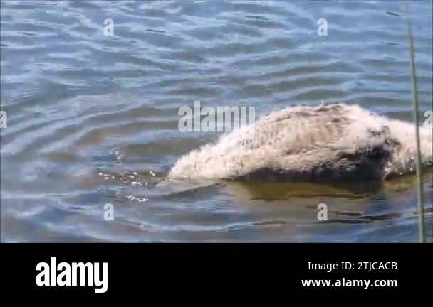 Surface dabbling Stock Videos & Footage - HD and 4K Video Clips - Alamy