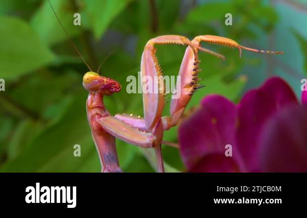 Predator preys on insects. The European mantis (Mantis religiosa) is a ...