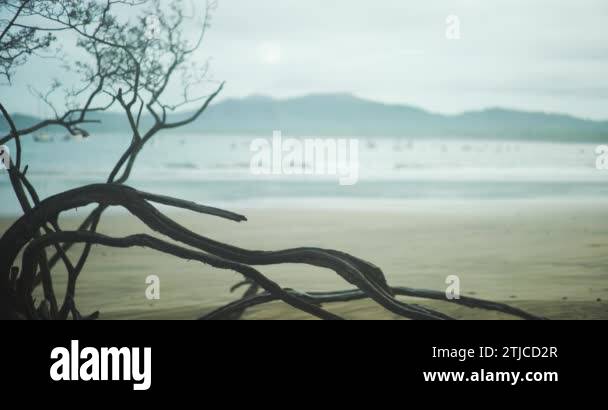 Mangrove branch on typical sandy beach in Costa Rica. Defocused shot of ...