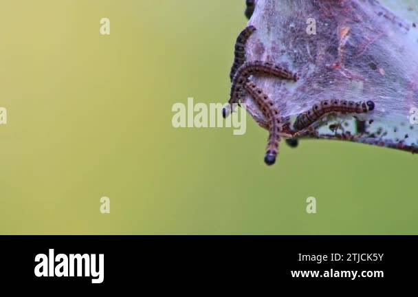 Many spinning moth caterpillars as canker worms in silky cocoon infest ...