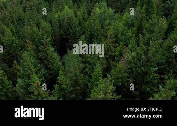 Aerial top view green trees forest rural Rainforest ecosystem healthy ...