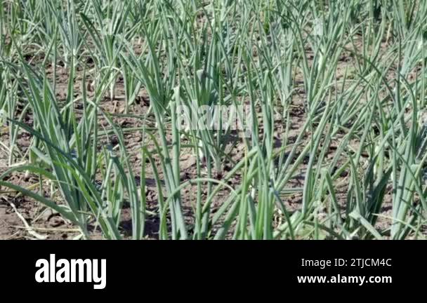 Onions are grown on soil in plots. Rows on the field in the ...