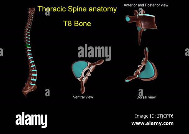 Thoracic spine T 8 bone anatomy for medical concept 3D animation with ...