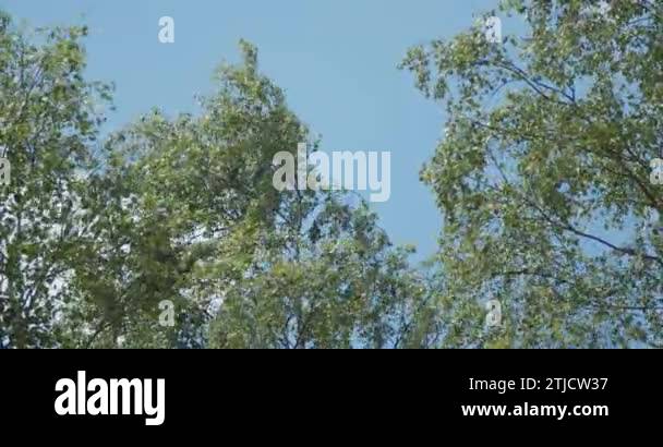 Crowns of deciduous forest trees with bright afternoon sun and rays ...
