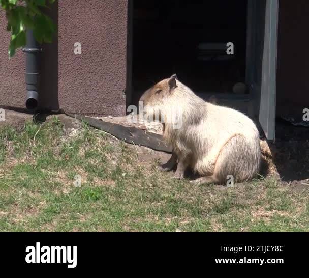 Capybara capybara Stock Videos & Footage - HD and 4K Video Clips - Alamy