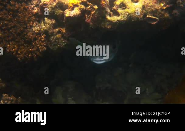 Big Porcupine Puffer Fish hidden under rocks and reefs in tropical sea ...