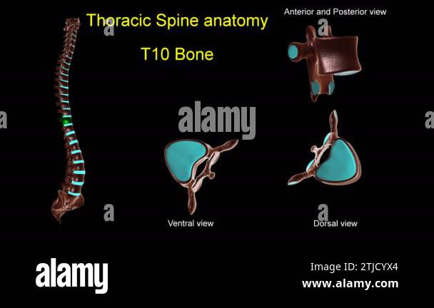 Thoracic spine T 10 bone anatomy for medical concept 3D animation with ...