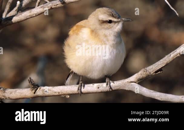 South african robin bird Stock Videos & Footage - HD and 4K Video Clips ...