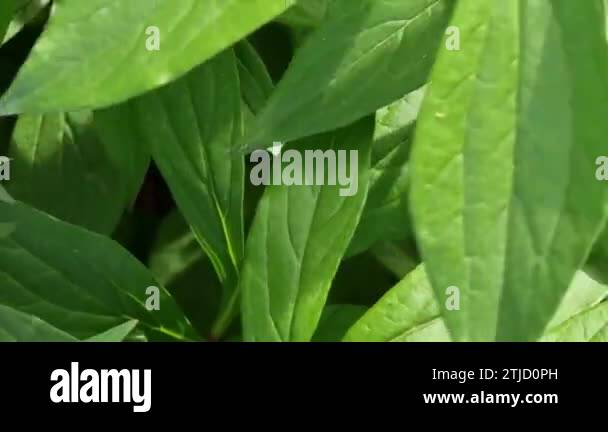 Oblong leaves Stock Videos & Footage - HD and 4K Video Clips - Alamy