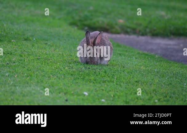Rabbits are small mammals in the family Stock Videos & Footage - HD and ...