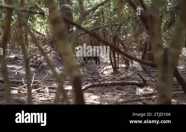 Observer free Stock Videos & Footage - HD and 4K Video Clips - Alamy