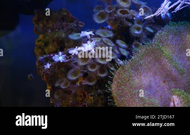 green mouth moon polyp colony and leather coral absorb dissolved ...