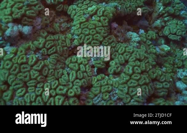 Favia favus Stock Videos & Footage - HD and 4K Video Clips - Alamy