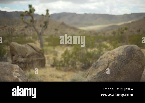 Three large boulders and a yucca tree in the Joshua Tree Desert for ...