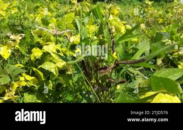 Vigna mungo plant growing in field. Its other names black gram,urad ...