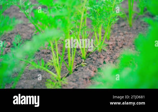 Young carrots growing in the garden are pulled out of the soil by hand ...