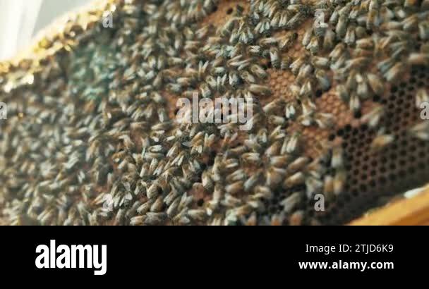 Bees life cycle Stock Videos & Footage - HD and 4K Video Clips - Alamy