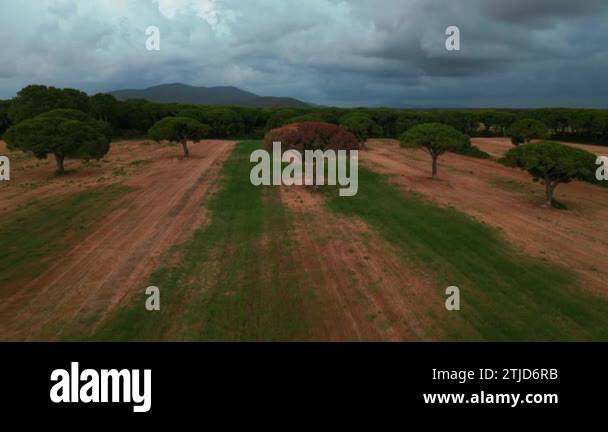 Forest of pineta Stock Videos & Footage - HD and 4K Video Clips - Alamy