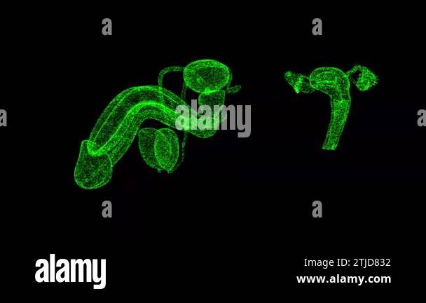 3D Male and female genitals rotates on black bg. Reproductive system ...