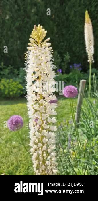Eremurus white beauty Stock Videos & Footage - HD and 4K Video Clips ...