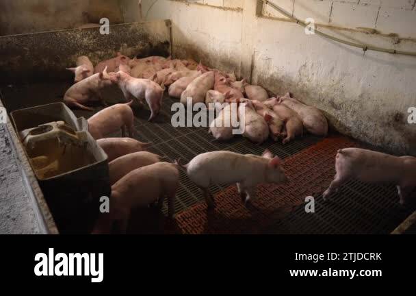 Farm pigs are resting. A modern pig farm with a lot of pigs Stock Video ...