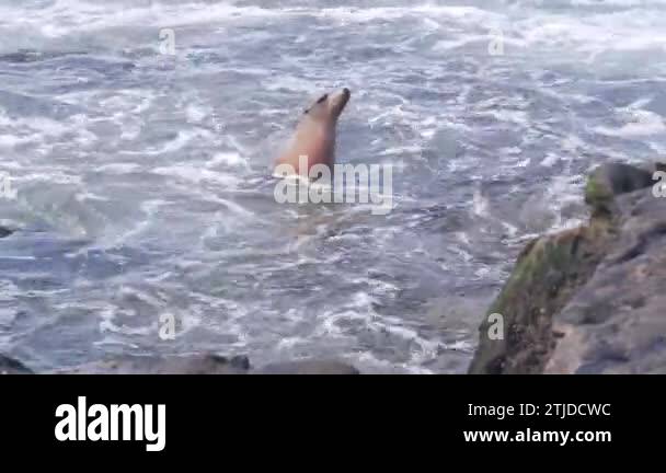 Wild seal swimming in water, sea lion by rocky ocean beach, La Jolla ...