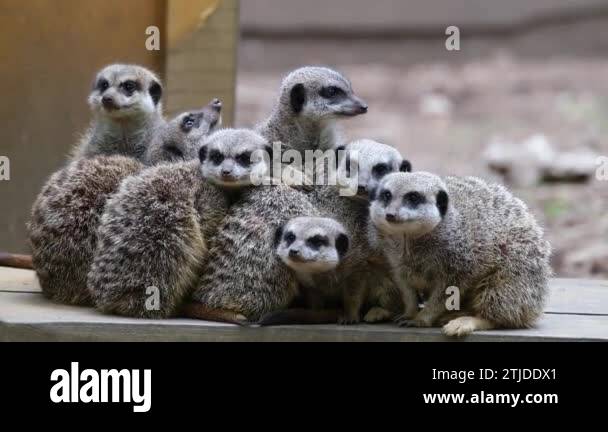 Long tapering tail Stock Videos & Footage - HD and 4K Video Clips - Alamy