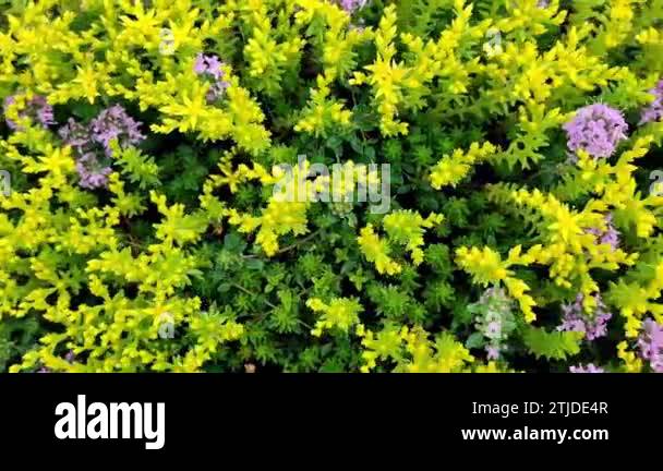 Ground cover plants Stock Videos & Footage - HD and 4K Video Clips - Alamy