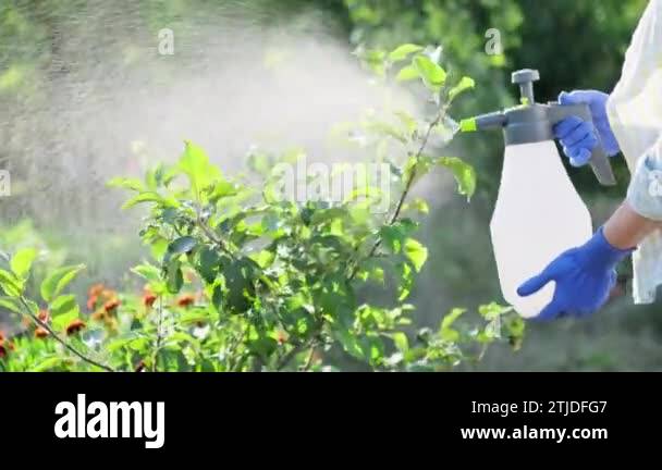 Woman in garden with spray gun spraying young apple trees with ...