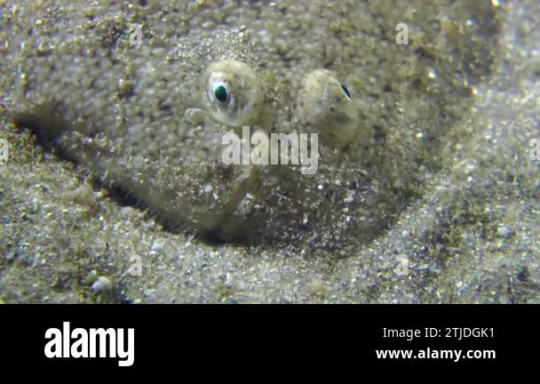Portrait sand sole Stock Videos & Footage - HD and 4K Video Clips - Alamy