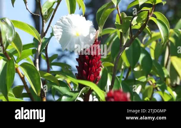 Crepe ginger cheilocostus speciosus Stock Videos & Footage - HD and 4K Video Clips - Alamy