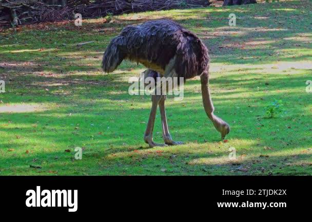 The common ostrich, Struthio camelus, or simply ostrich, is a species ...