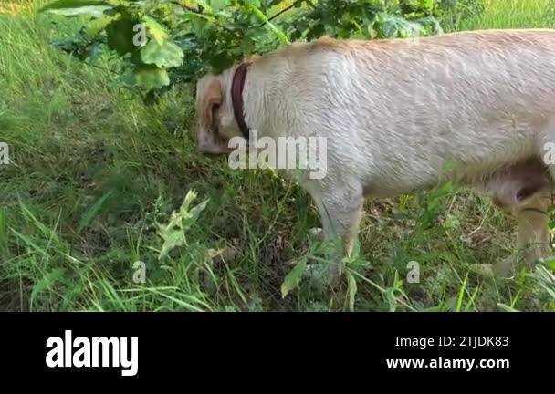 white labrador. White labrador retriever sleeping on the ground ...