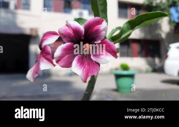 Adenium arabicum flower. Itis a species of succulent plant commonly ...
