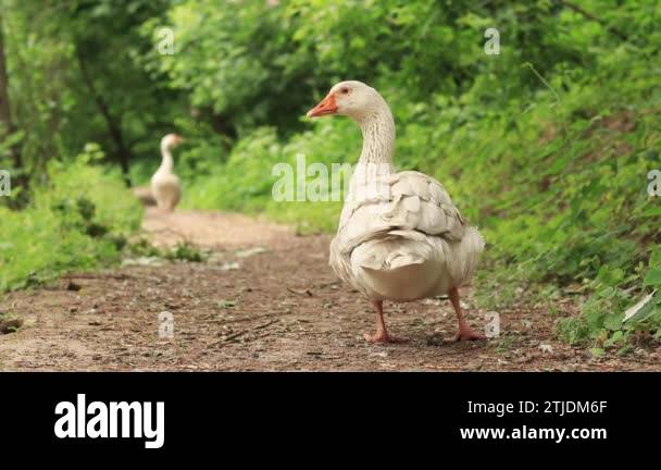 White goose in nature. A bird on a path in a forest or park. A white ...
