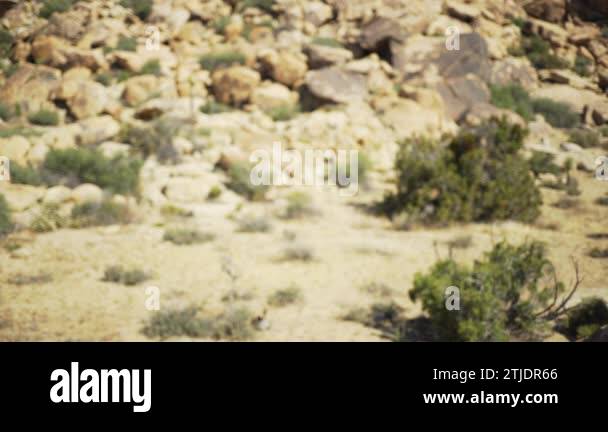 The bottom of a large mesa covered in desert plants for green screen or ...