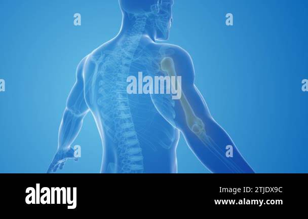 Upper extremity Stock Videos & Footage - HD and 4K Video Clips - Alamy