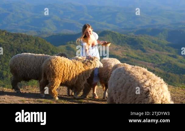 Cute happy sheep lamb Stock Videos & Footage - HD and 4K Video Clips ...